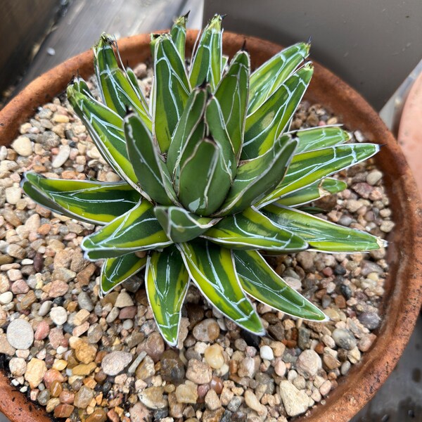 Sm.1g Aloe Excelsa,rarely Seen in Cultivation.seed Grown From South ...