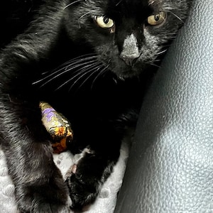 Siamese Catnip Toy, Tuxedo Cat Catnip Toy, Panther Catnip, Butterscotch Catnip Toy, Jungle Cats ...