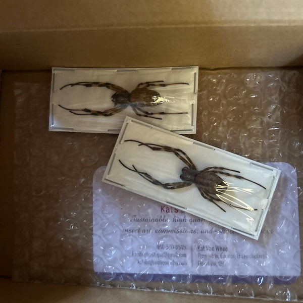 Giant Roly Poly Pill Bug, Sphaeropoeus Lugubris, Mounted in a Bell Jar ...