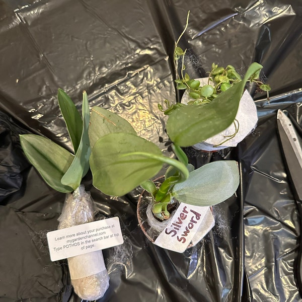 Free Shipping - Variegated String of Turtles Starter Plant - Etsy