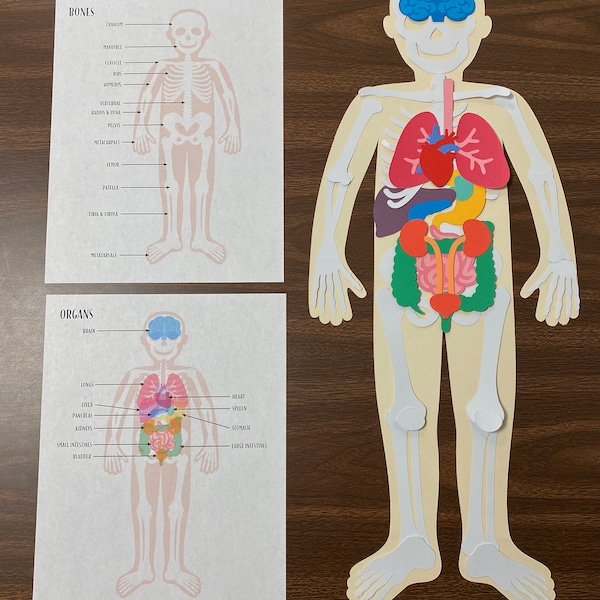 Human Anatomy SVG, Human Anatomy Cut Files, Skeleton Cut File, Home ...