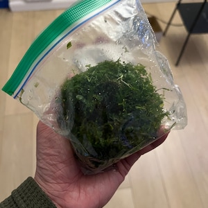 Live Aquarium Plants, Mix Moss Subwassertang, Round Pelia, Monosolenium ...