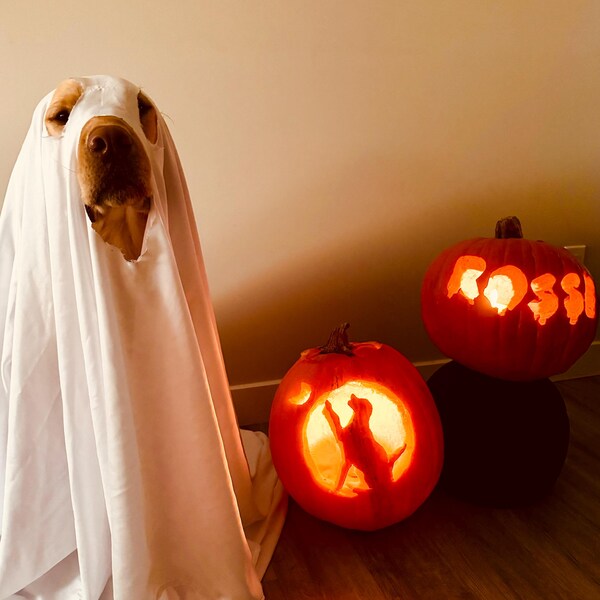 Sigma Pumpkin Carving Patterns || Gen Alpha Pumpkins With Rizz for a ...