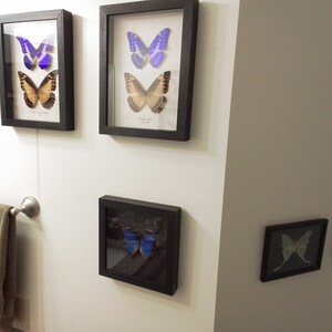 Rare Pink Form Gaudy Commodore Butterfly Framed Taxidermy Precis ...