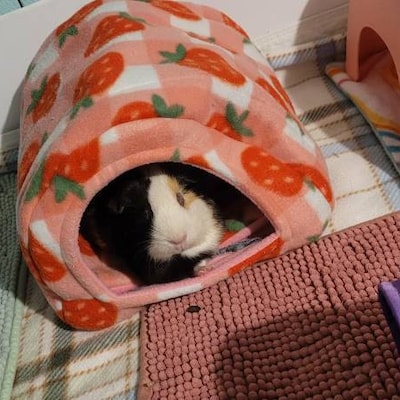 Large Fleece Coffin Bed, Drac Inspired Design, Halloween Pet Bed, Cat ...