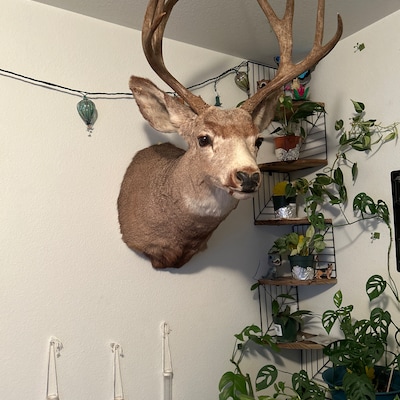 Dark Perfect 8pt Whitetail Antler Horn Deer Fake Skull Mount Taxidermy ...