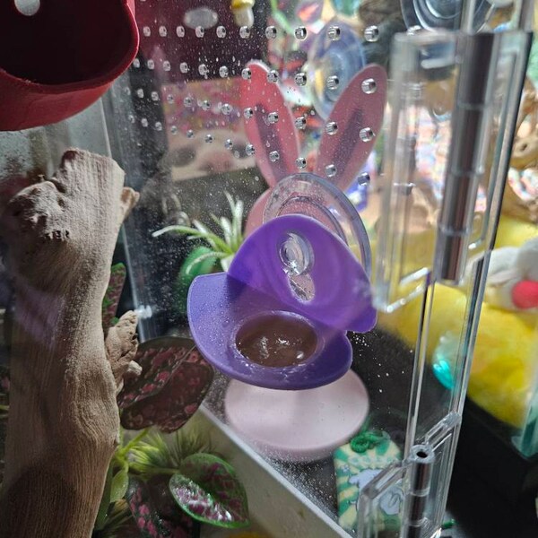 Pink Princess Philodendron Ledge for 0.5oz Deli Cup | Crested Gecko ...