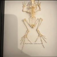 Brown Rat Skull (rattus Norvegicus) Genuine Skull. Rodent. Rat. Bones ...