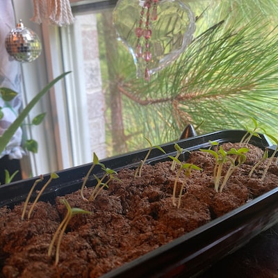 Tiny Tim Miniature Heirloom Tomato, 15 Seeds, Teeny Fruit, Patio Plant ...