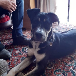 Dog Tag Bunny Chaser Dog Tag Funny Pet Tag Dog ID Tag | Etsy