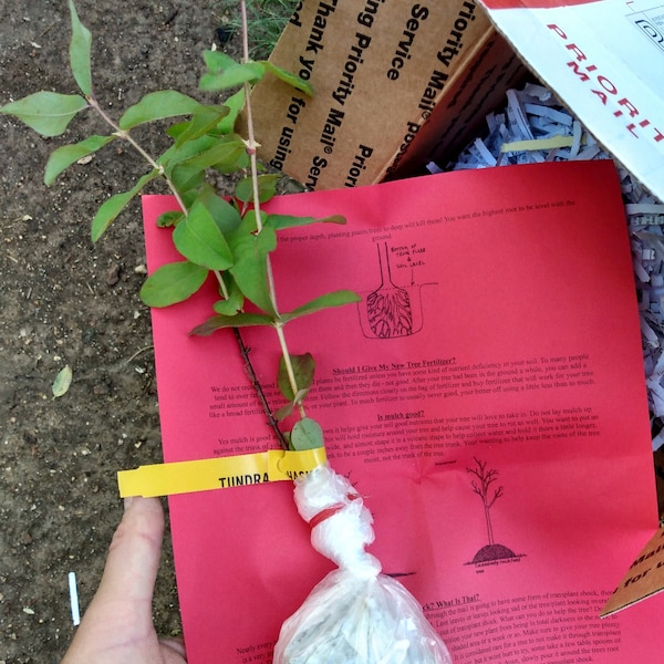 TUNDRA HASKAP Honey Berry PLANT, Live Food Plants, Fast & Easy to Grow ...