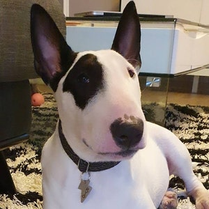 Lightning Dog Tag Flash Tag Zeus Id Tag Thor Tag Deep - Etsy