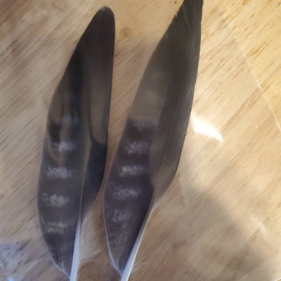 Great Argus Pheasant Primary Wing Feathers. Ethically Sourced, Cleaned ...