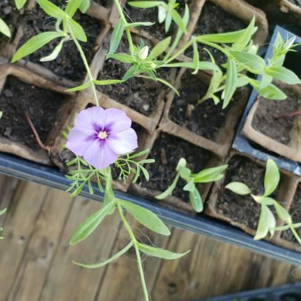 Gloria Cosmos Seeds | Cosmos Bipinnatus | Non-gmo | Flower Seeds | Seed ...