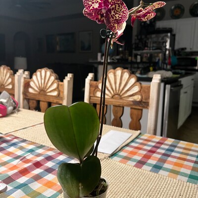 Husky Plant , Ruby Velvet Red Phalaenopsis Formosa Ruby 'brilliant' - Etsy