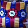 Horse Show Ribbon Pillow the Classic Made to Order Horse Show Ribbons ...
