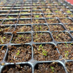 Irish Moss Seeds Irish Moss Ground Cover Seeds Sagina Subulata Seeds ...