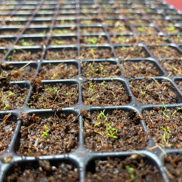 Irish Moss Seeds | Irish Moss Ground Cover Seeds | Sagina Subulata ...