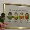 Conure Ripeness Chart Poster - Etsy