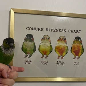 Conure Ripeness Chart Poster - Etsy