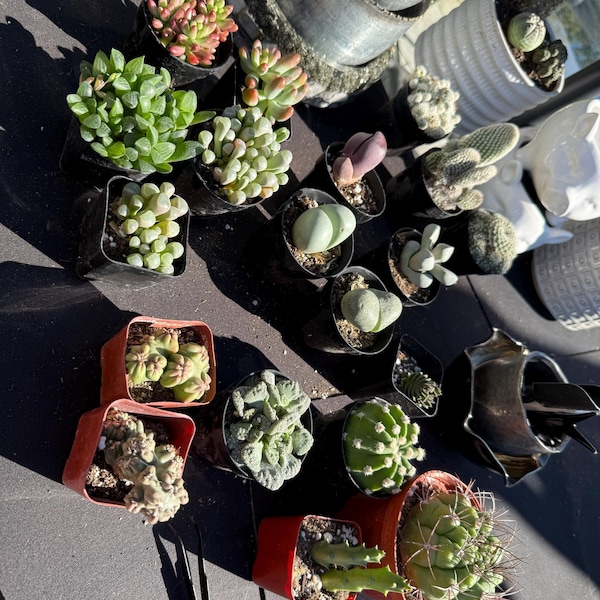 Baby Toes | 2.5 Inch | Fenestraria Rhopalophylla | Mimicry Plants ...