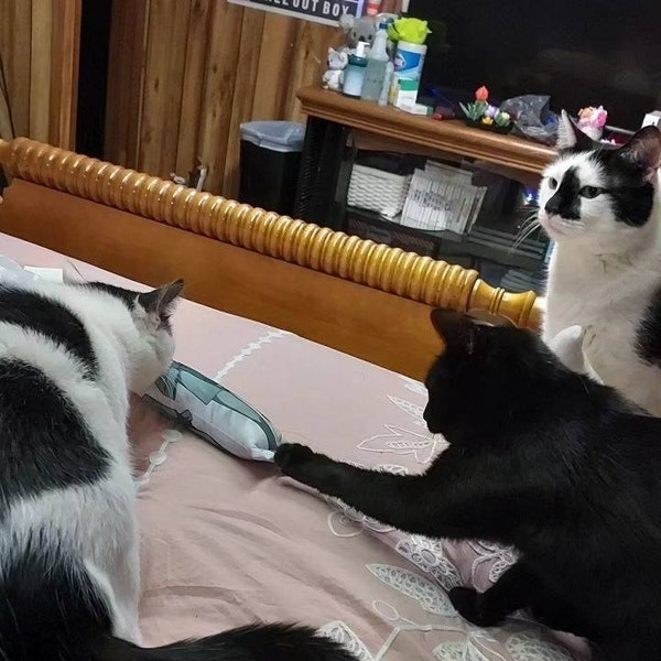 Custom Dnd Class Cat Sticker Pack | Dnd Cat Stickers | Dnd Stickers ...