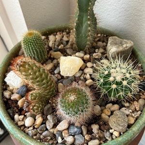 4 Mini Cactus Plants in Plastic Planters - 2 Inch Growers Pots - Etsy