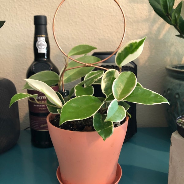 Hand Hammered & Wire Wrapped Copper Houseplant Plant Hoya Trellis - Etsy