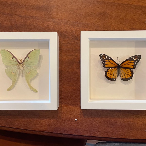 Real Framed Butterfly Monarch Butterfly Display 6x6 - Etsy