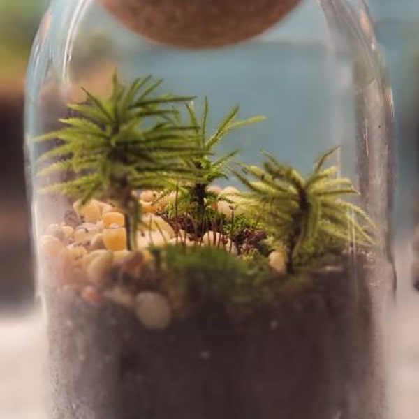 Build Your Own Terrarium Kit | Plant Gift Idea - Etsy