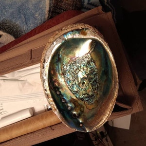 Wooden Shell Tripod Display Stand Hand Carved Base for - Etsy