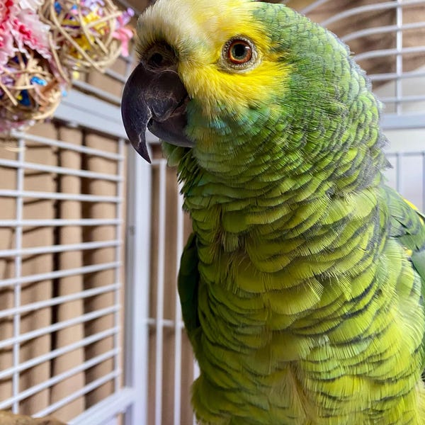 3 Premium Stainless Steel Quick Links - Bird Toy Parts - DIY Bird Toys ...