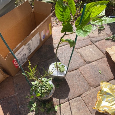 Chinese Perfume Tree, Chinese Rice Flower, in 4 Pot Aglaia Odorata - Etsy