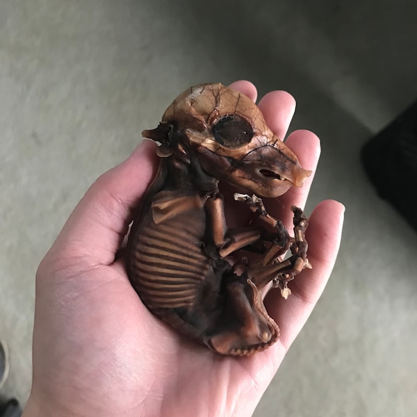 Petrified/mummified/preserved Fetal Piglet - Etsy