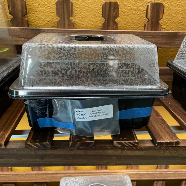 From Japan VERY RARE: 'hararasp' raspberry Tree Raspberries Growing on ...