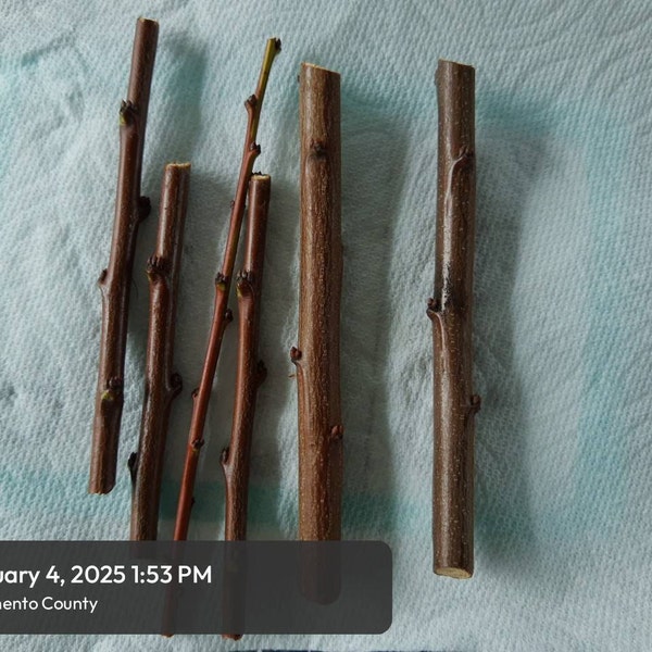 Emerald Pluot - Plum X Apricot Hybrid (5 Scion/cuttings) - Etsy