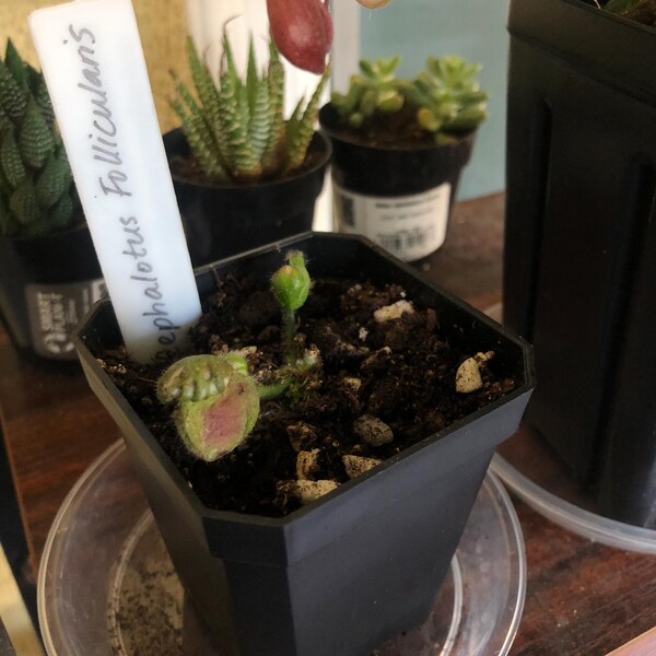 Xyris Difformis Bog Yellow-eyed-grass - Etsy