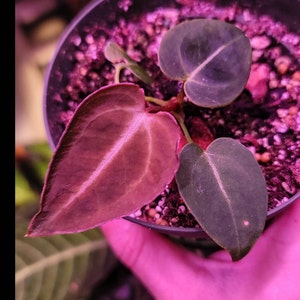 Calathea Makoyana peacock Dwarf Variety Grown in a 6 Pot - Etsy
