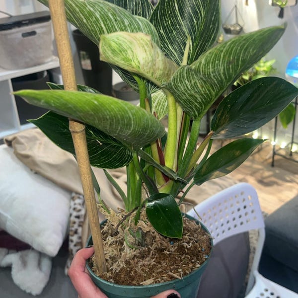 Mican Philodendron Velvet Leaf Philo Indoor & Outdoor Live Tropical ...