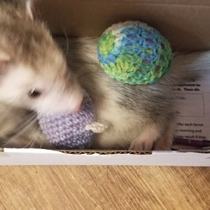 Ferret Emergency Chart and Health Medical Kit List Laminated Quick ...