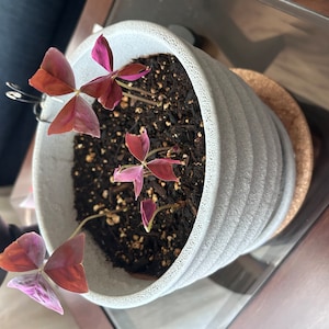 Species Crocus Blue Pearl Flower Bulbs Easy to Grow Perennial Plant Now ...