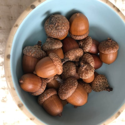 Acorn Key Ring - Etsy