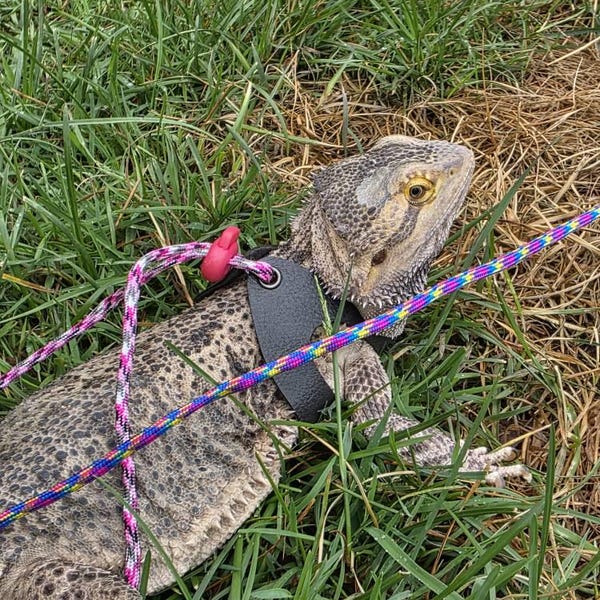 Bearded Dragon Hat, Lizard Costume, Reptile Hat, Crochet Knitted Hat ...