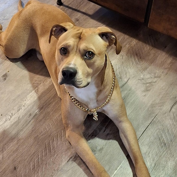 Custom Dog Chain Collar, Cuban Link Dog Chain,jewellry for Dog,dog ...