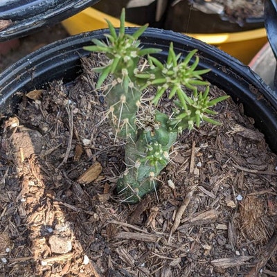 OP027: Opuntia Debreczeyi 'alberta Sunset' spineless - Etsy