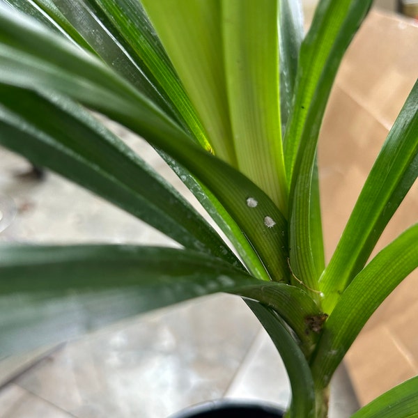Large Pandanus Baptistii Aureus - Variegated Dwarf Pandanus in 1 Gallon ...