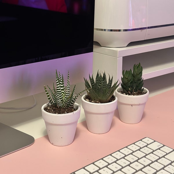 10 Succulent Variety Pack Mix Beginner Garden Mini Micro Gift for Her ...