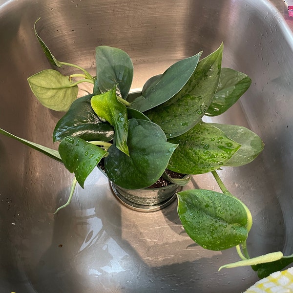 Scindapsus Jade Satin - Rare Scindapsus - Velvet Pothos - Live ...