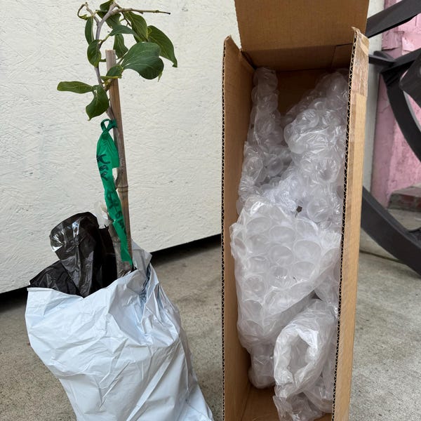 Tall Grafted 'giant Fuyu' Persimmon Tree - Fast Fruit Bearing - Rare ...