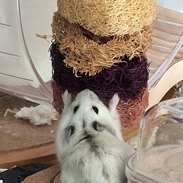 Fruity Loofah Kabob Fruit Flavored Chew Toy for Rabbits, Guinea Pigs ...